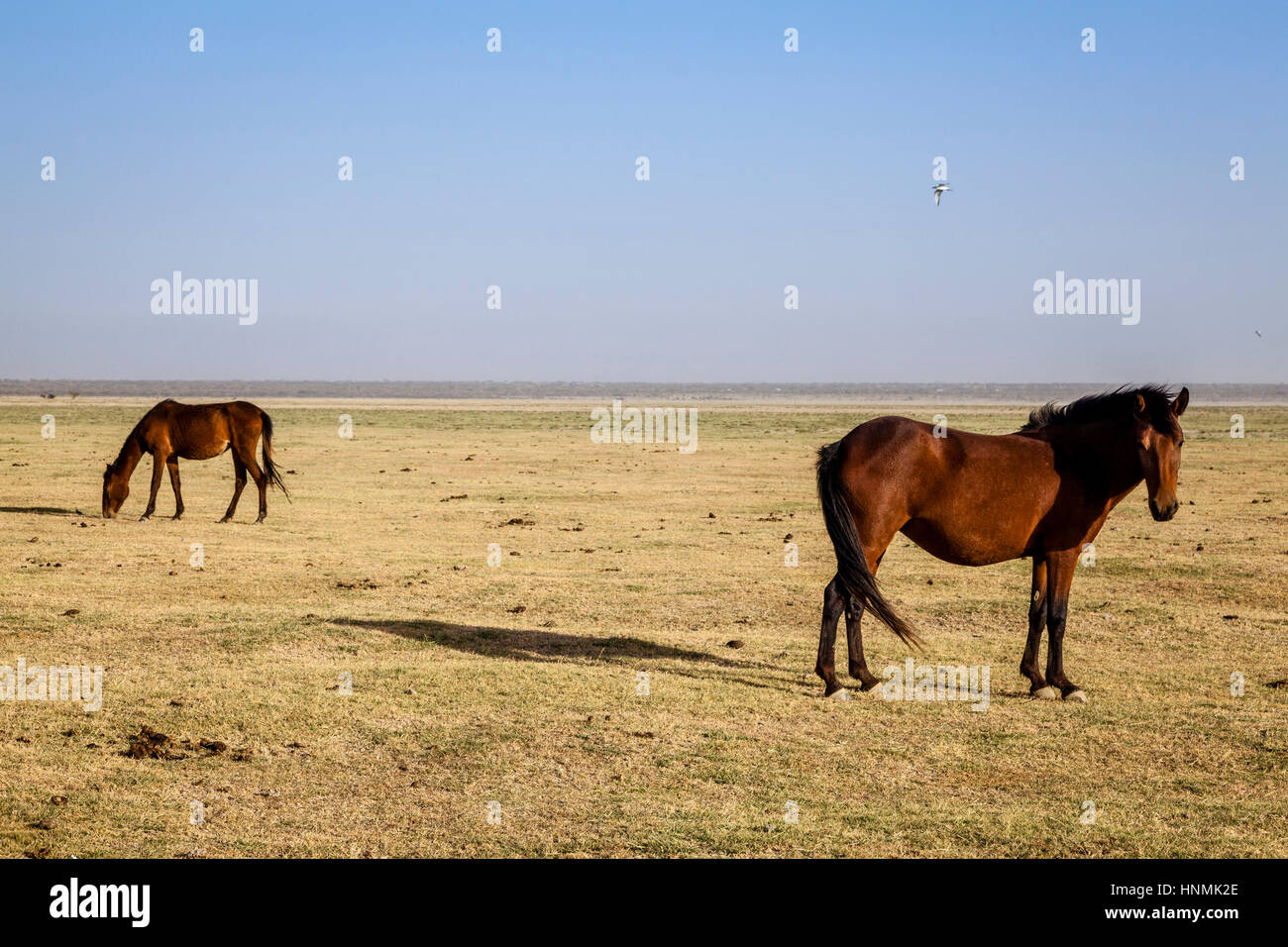 Horses Grazing In The Abijatta-Shalla National Park, Ethiopia Stock ...