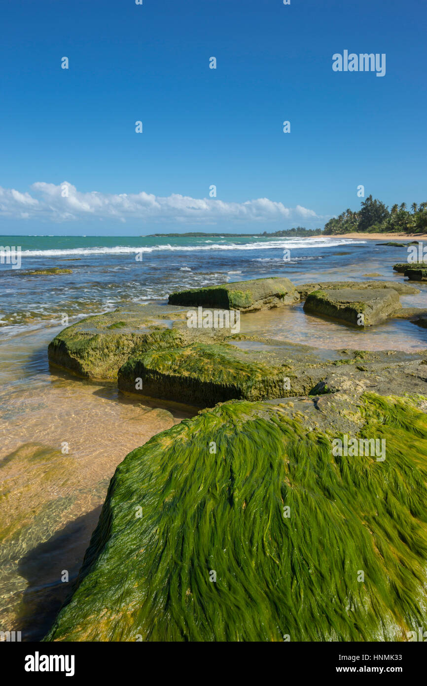 SEAWEED ON EXPOSED ROCKS PLAYA PINONES BEACH LOIZA PUERTO RICO Stock ...