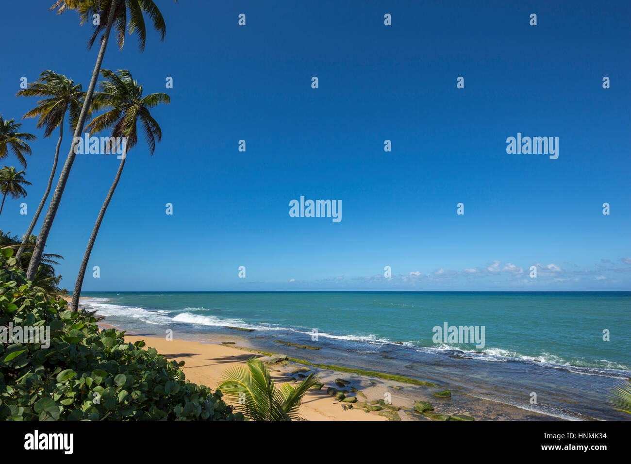 TALL PALM TREES PLAYA PINONES BEACH LOIZA PUERTO RICO Stock Photo - Alamy