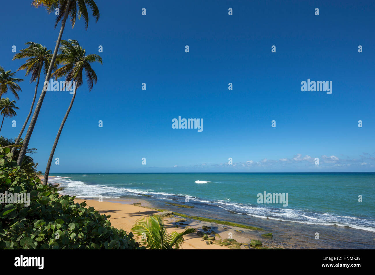 TALL PALM TREES PLAYA PINONES BEACH LOIZA PUERTO RICO Stock Photo - Alamy
