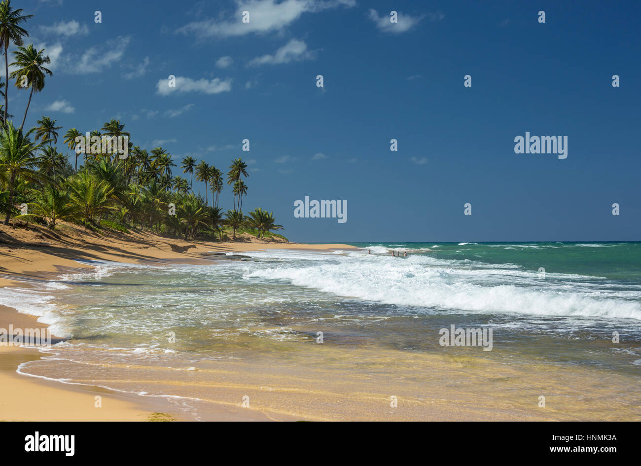 PALM TREES PLAYA PINONES BEACH LOIZA PUERTO RICO Stock Photo - Alamy