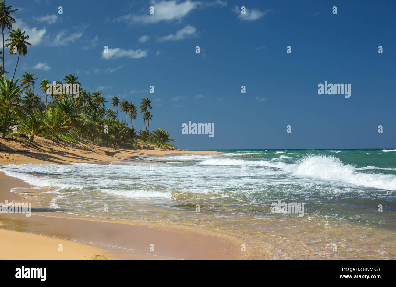 PALM TREES PLAYA PINONES BEACH LOIZA PUERTO RICO Stock Photo - Alamy