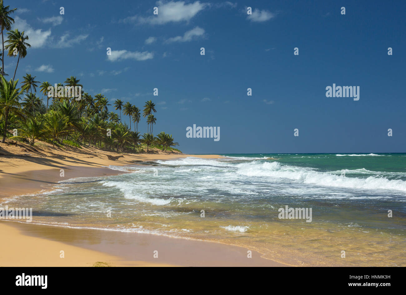 PALM TREES PLAYA PINONES BEACH LOIZA PUERTO RICO Stock Photo - Alamy