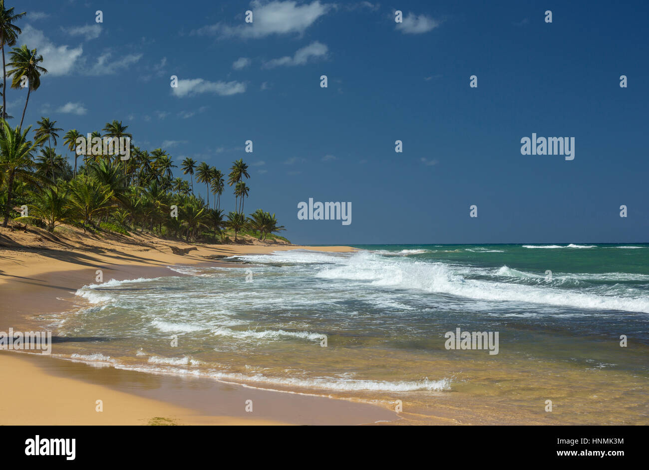 PALM TREES PLAYA PINONES BEACH LOIZA PUERTO RICO Stock Photo - Alamy