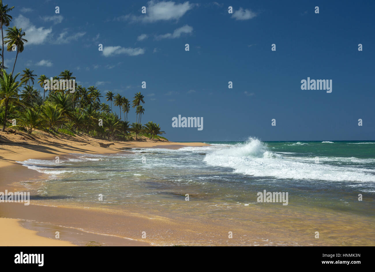 PALM TREES PLAYA PINONES BEACH LOIZA PUERTO RICO Stock Photo - Alamy