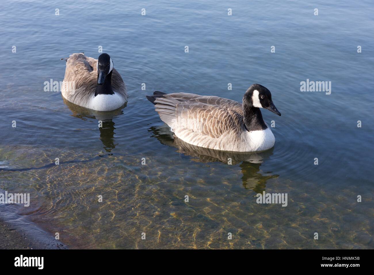 Canada goose organism classification hi-res stock photography and ...