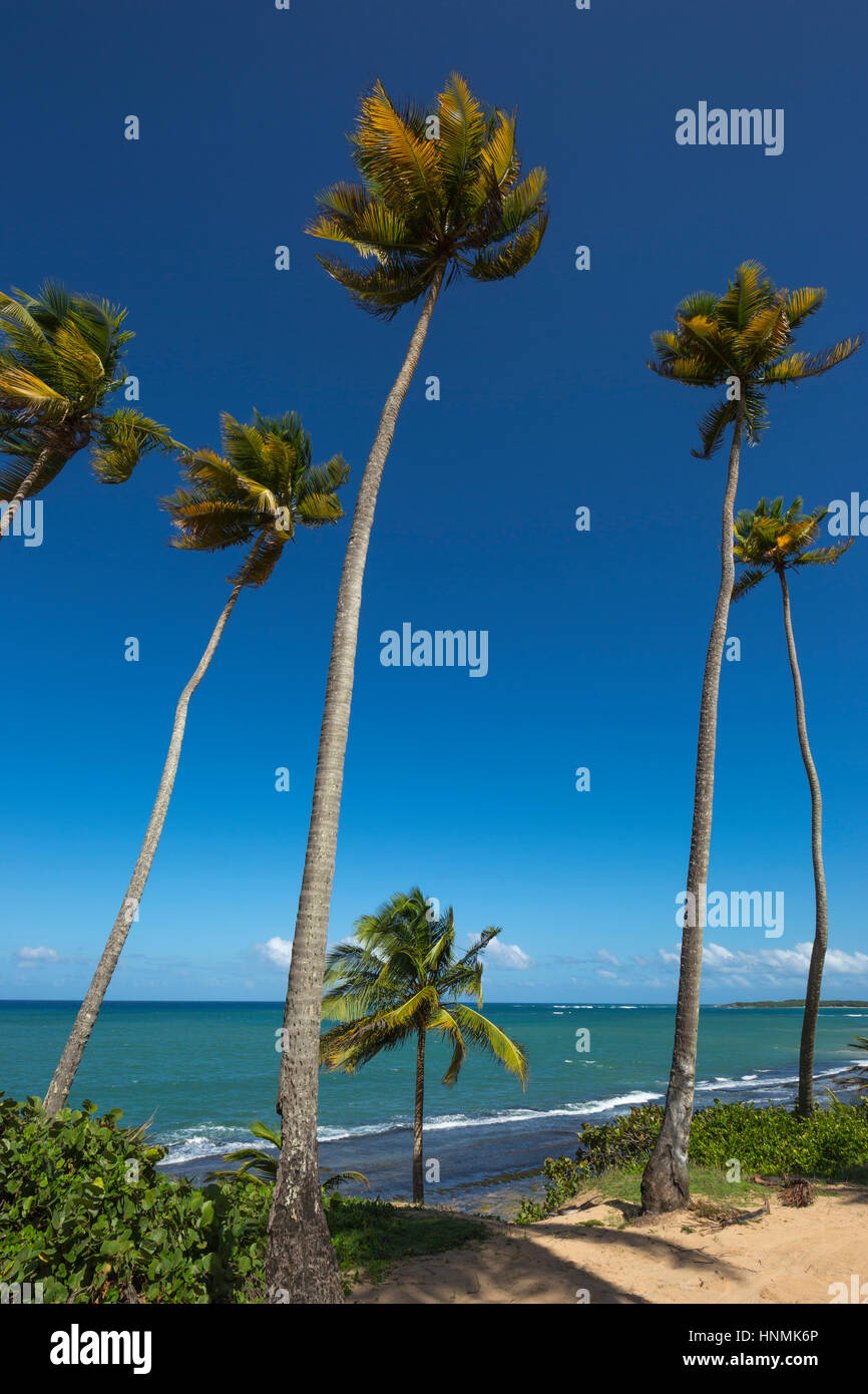 TALL PALM TREES PLAYA PINONES BEACH LOIZA PUERTO RICO Stock Photo - Alamy