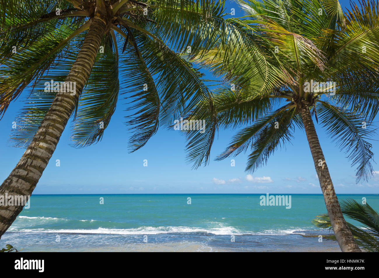 PALM TREES PLAYA PINONES BEACH LOIZA PUERTO RICO Stock Photo - Alamy