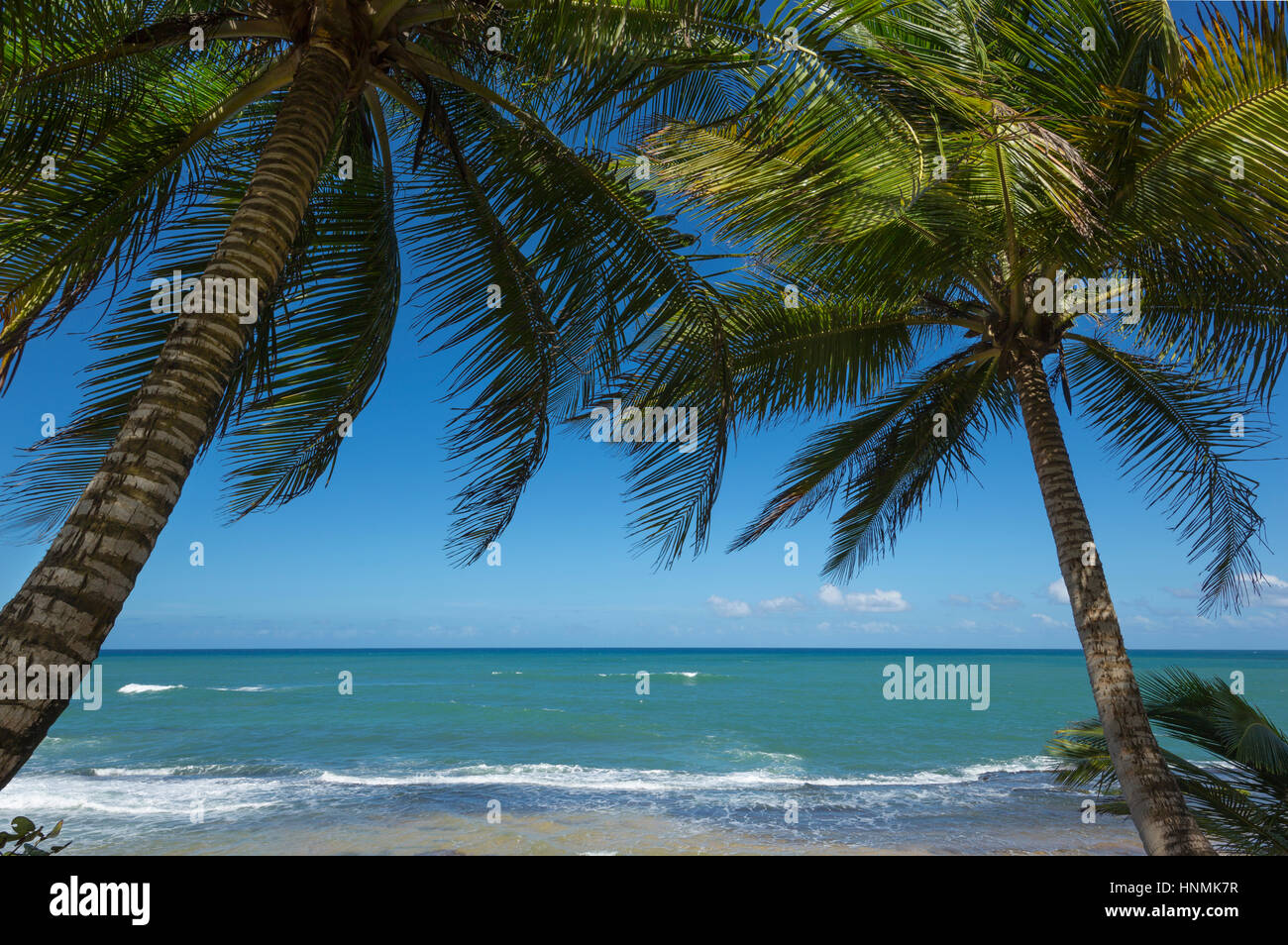 PALM TREES PLAYA PINONES BEACH LOIZA PUERTO RICO Stock Photo - Alamy