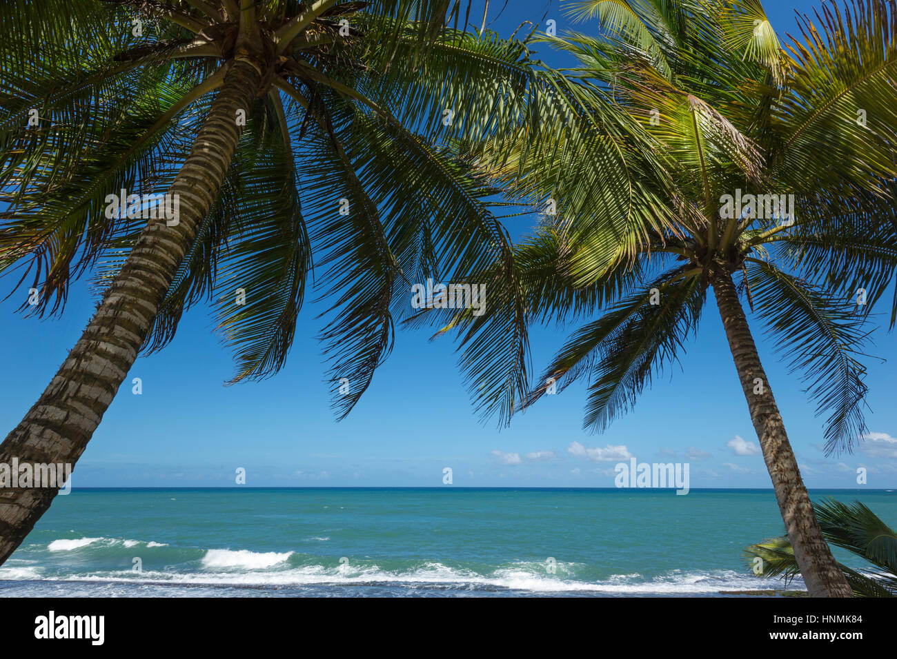 PALM TREES PLAYA PINONES BEACH LOIZA PUERTO RICO Stock Photo - Alamy