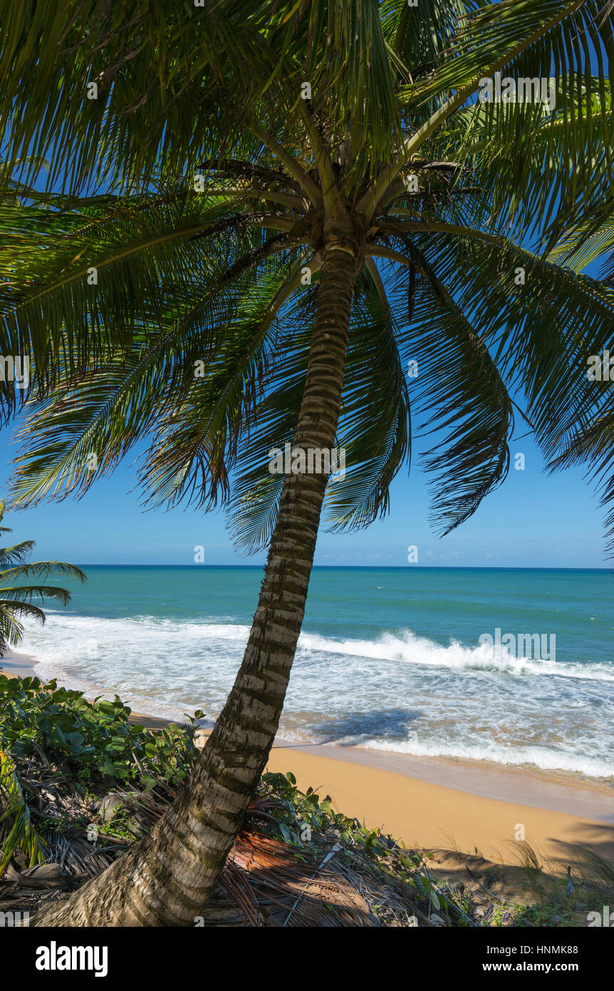 PALM TREE PLAYA PINONES BEACH LOIZA PUERTO RICO Stock Photo - Alamy