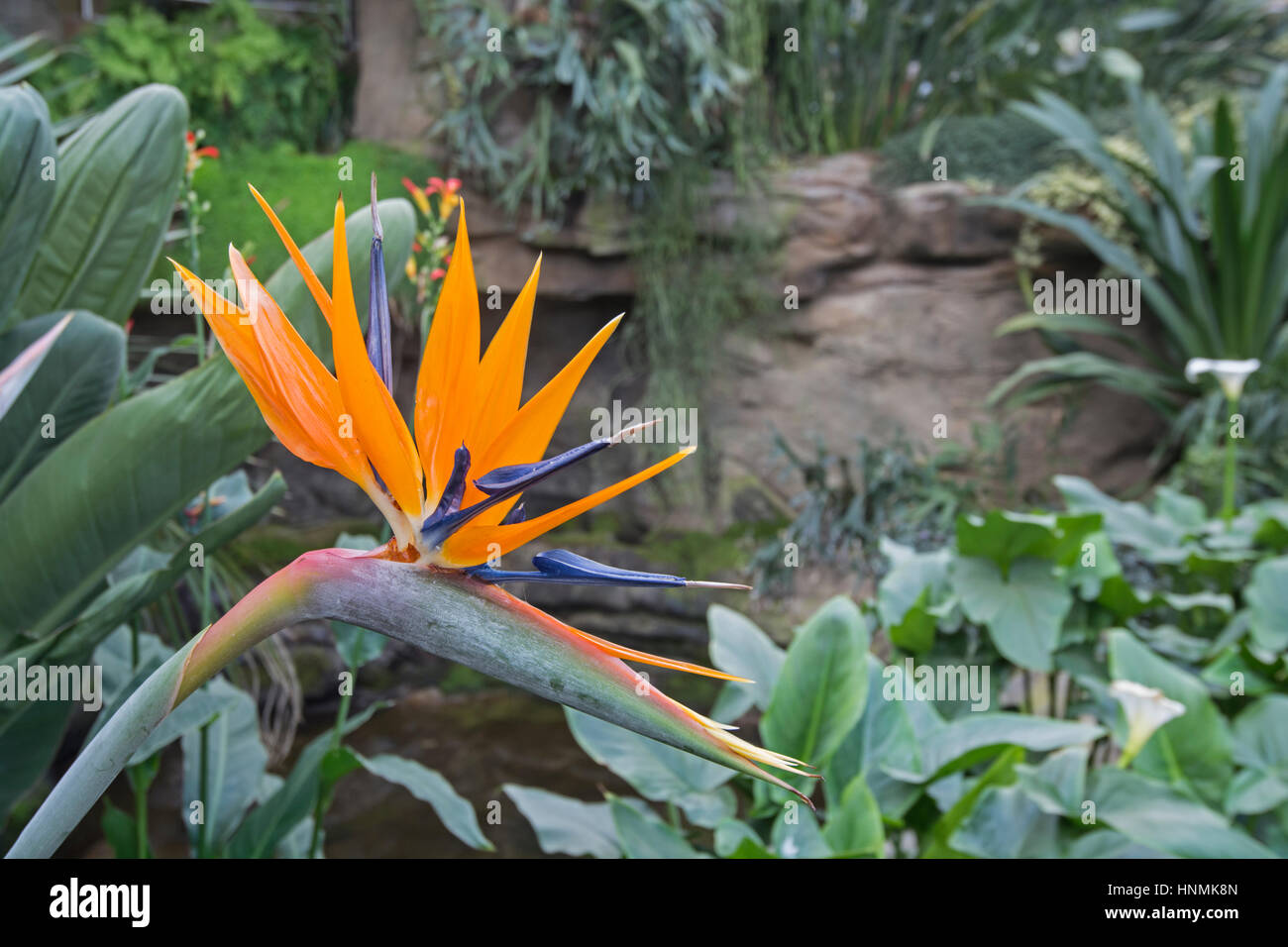Bird of Paradise Flower: Strelitzia reginae Stock Photo - Alamy
