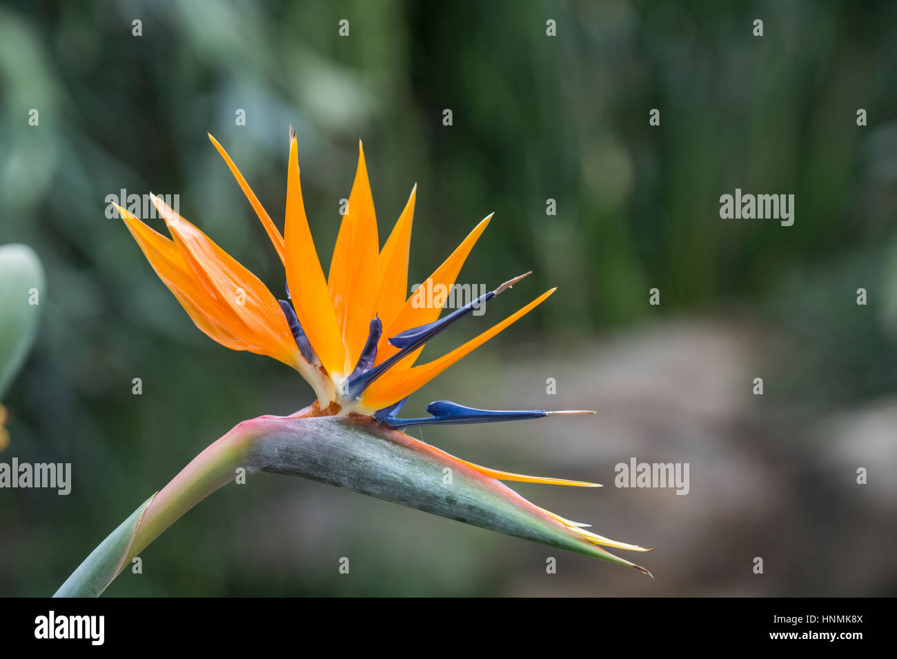 Bird of Paradise Flower: Strelitzia reginae Stock Photo - Alamy