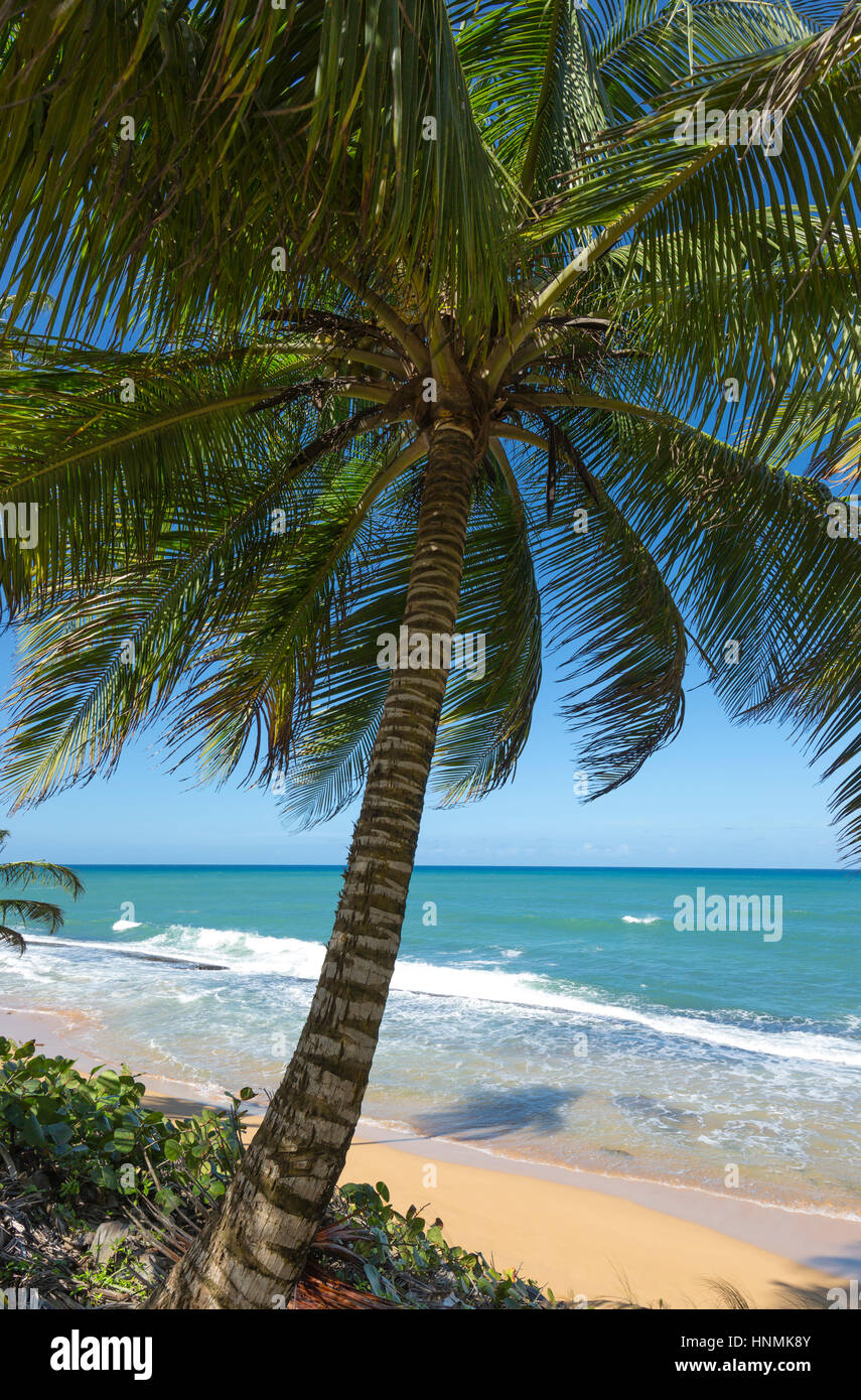 PALM TREE PLAYA PINONES BEACH LOIZA PUERTO RICO Stock Photo - Alamy