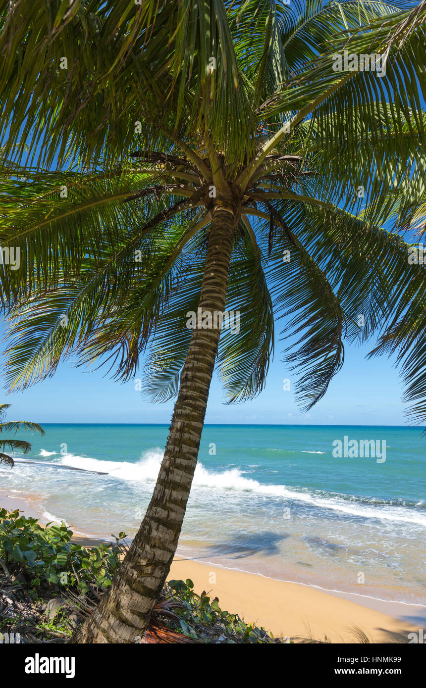 Puerto rico palms hi-res stock photography and images - Alamy