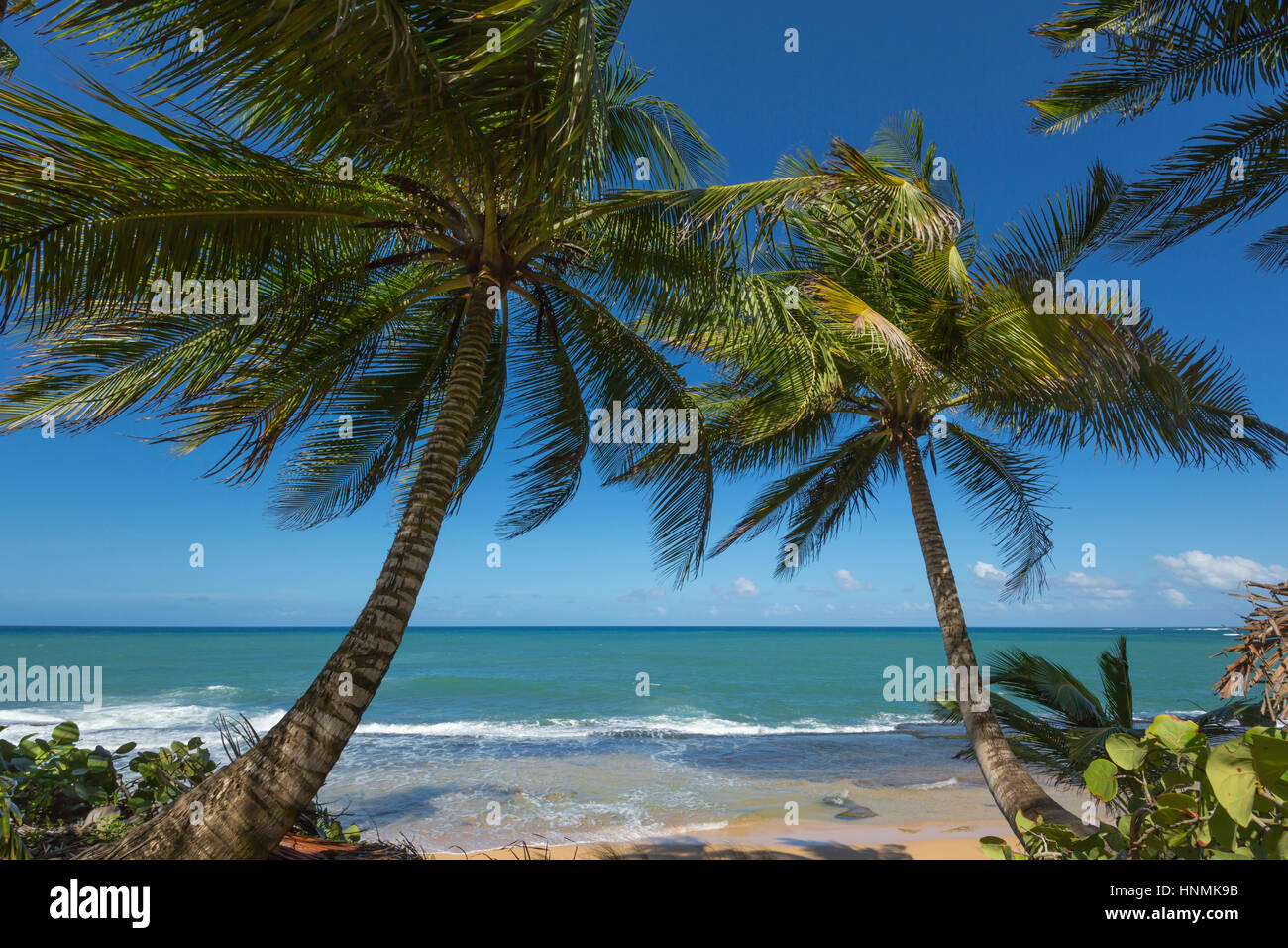 PALM TREES PLAYA PINONES BEACH LOIZA PUERTO RICO Stock Photo - Alamy