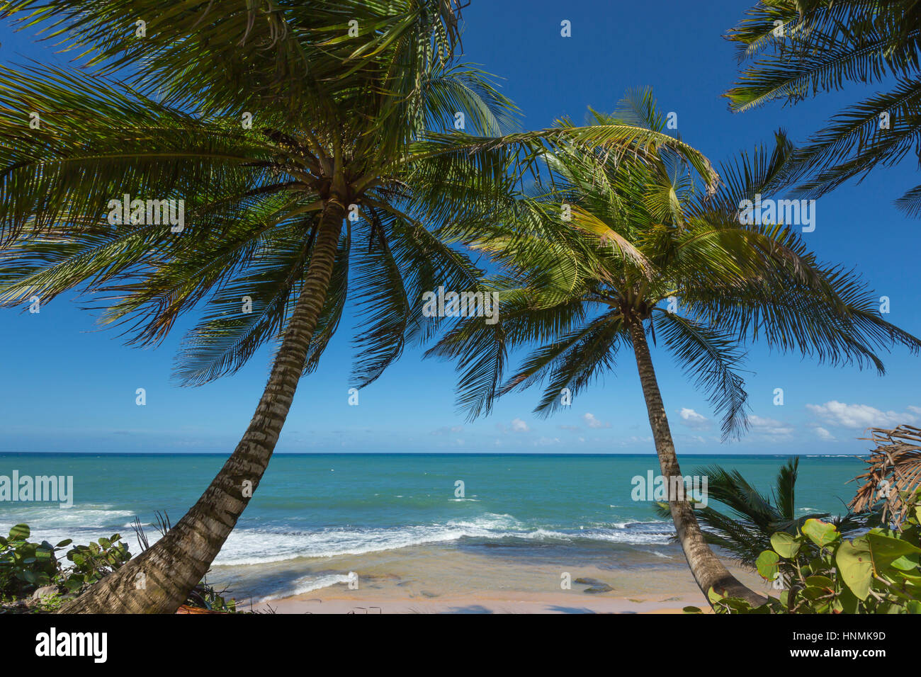 PALM TREES PLAYA PINONES BEACH LOIZA PUERTO RICO Stock Photo - Alamy