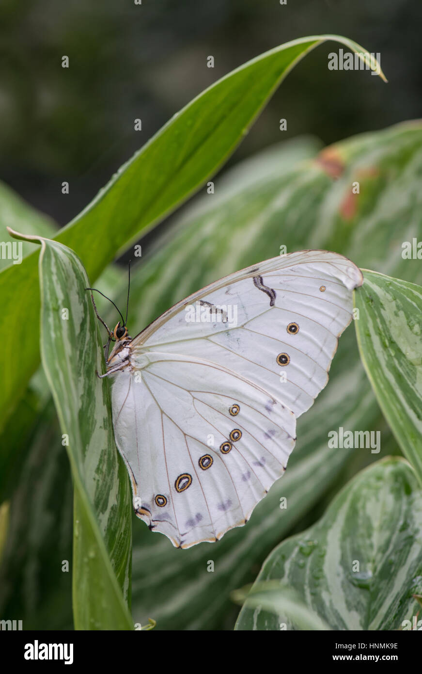White Morpho butterfly: Morpho polyphemus Stock Photo - Alamy
