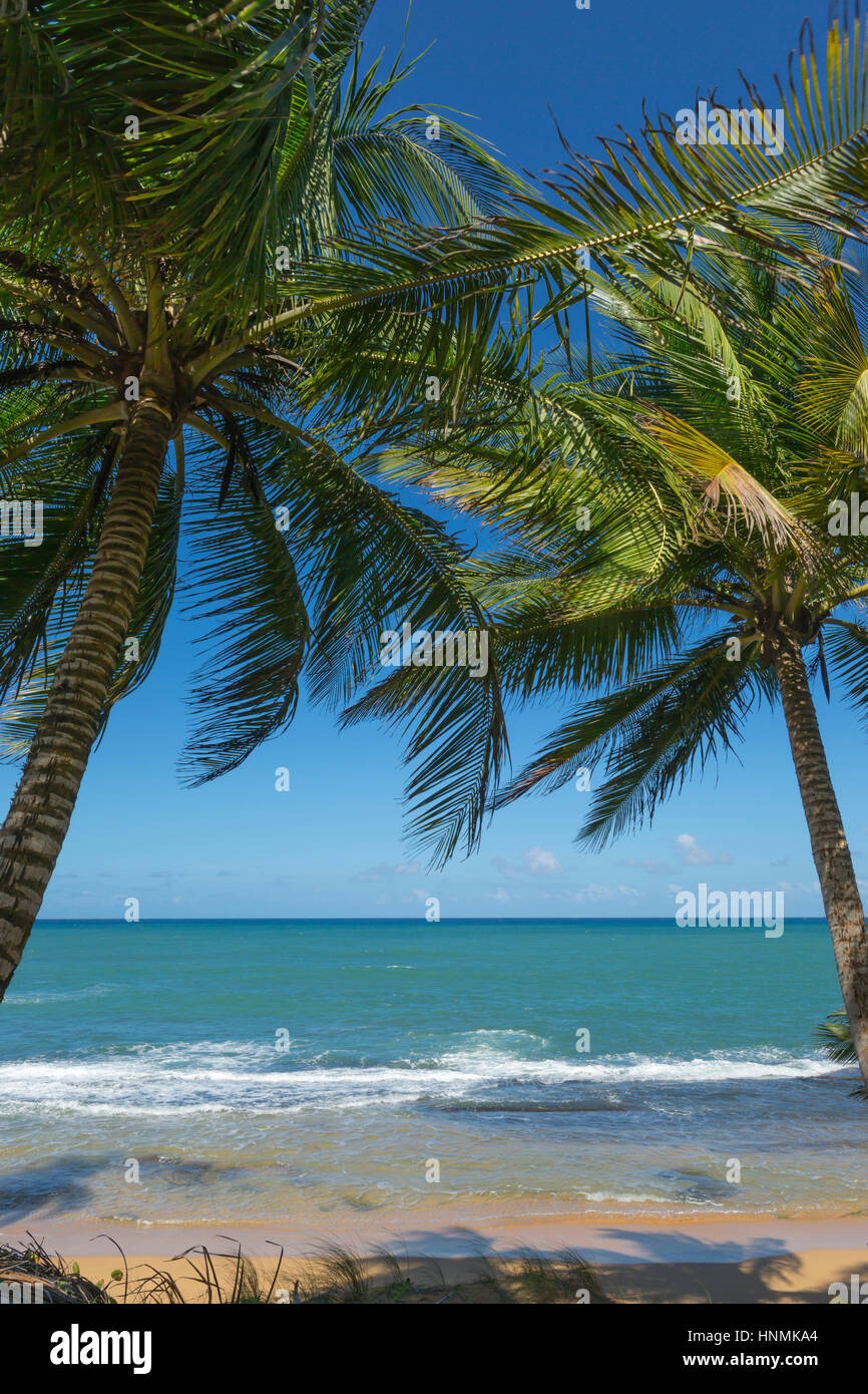PALM TREES PLAYA PINONES BEACH LOIZA PUERTO RICO Stock Photo - Alamy