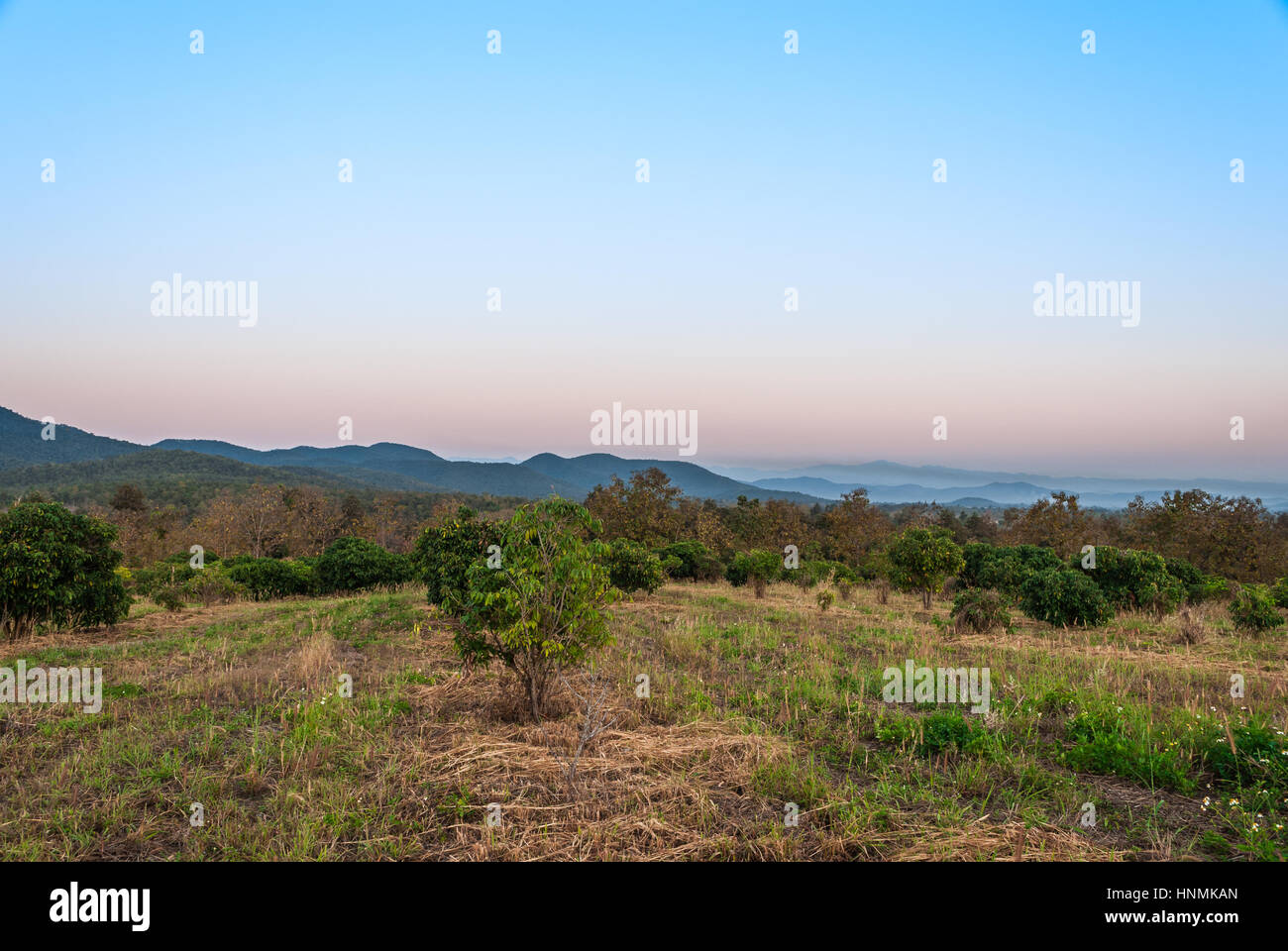 Organic Longan Farm in Rural Valley Landscape Stock Photo - Alamy