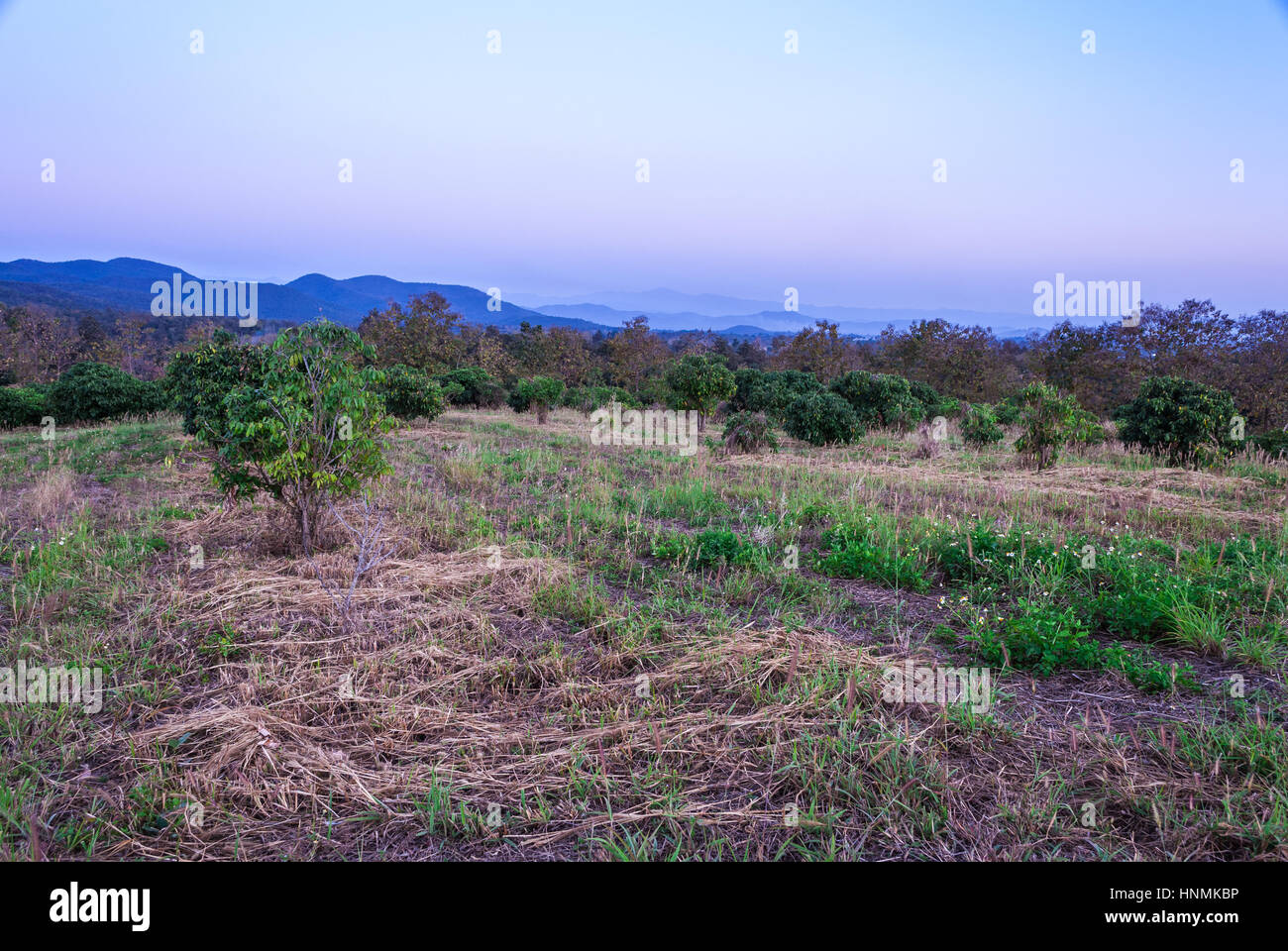 Organic Longan Farm in Rural Valley Landscape Stock Photo - Alamy
