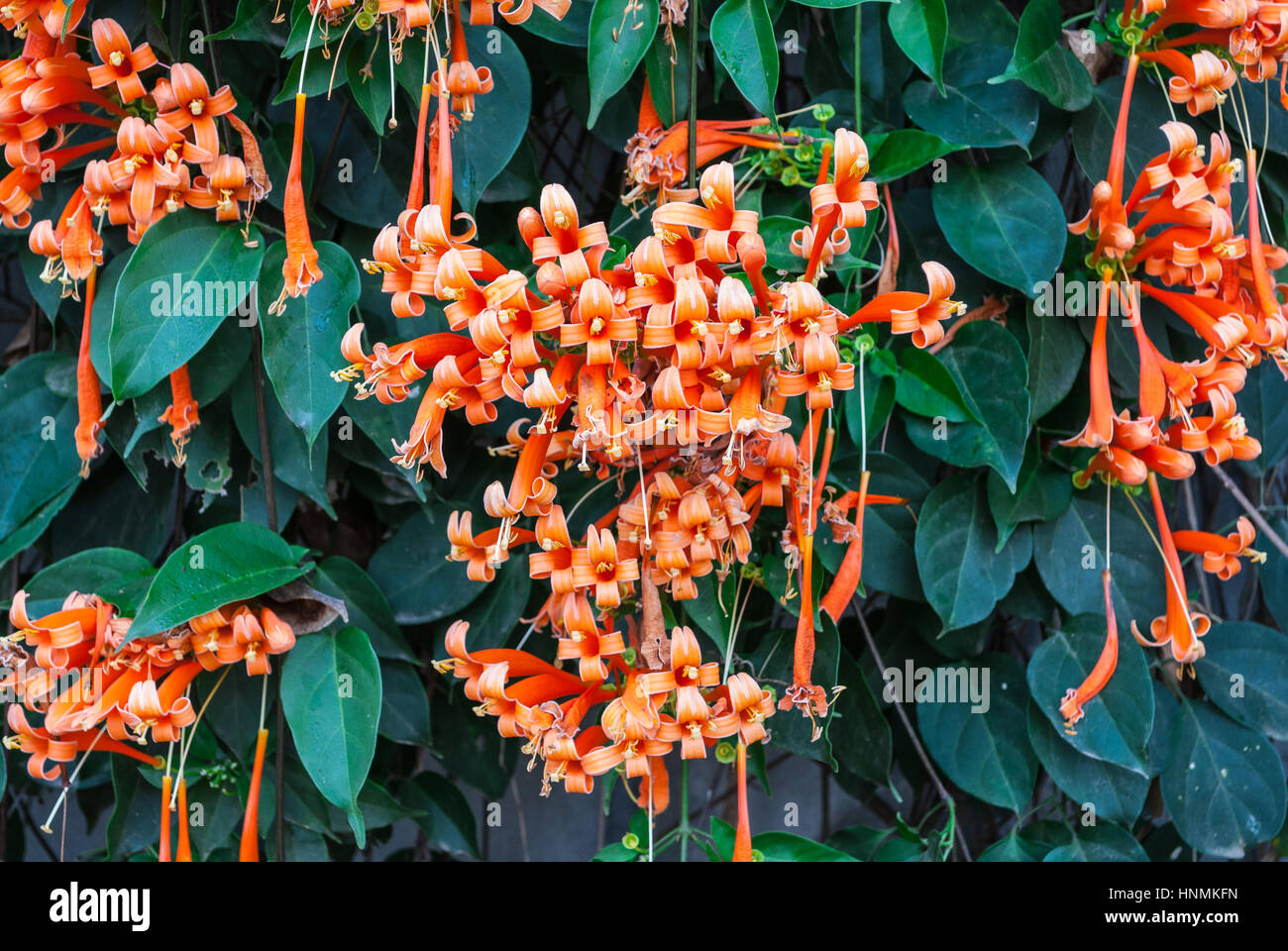 Firecracker vine hi-res stock photography and images - Alamy