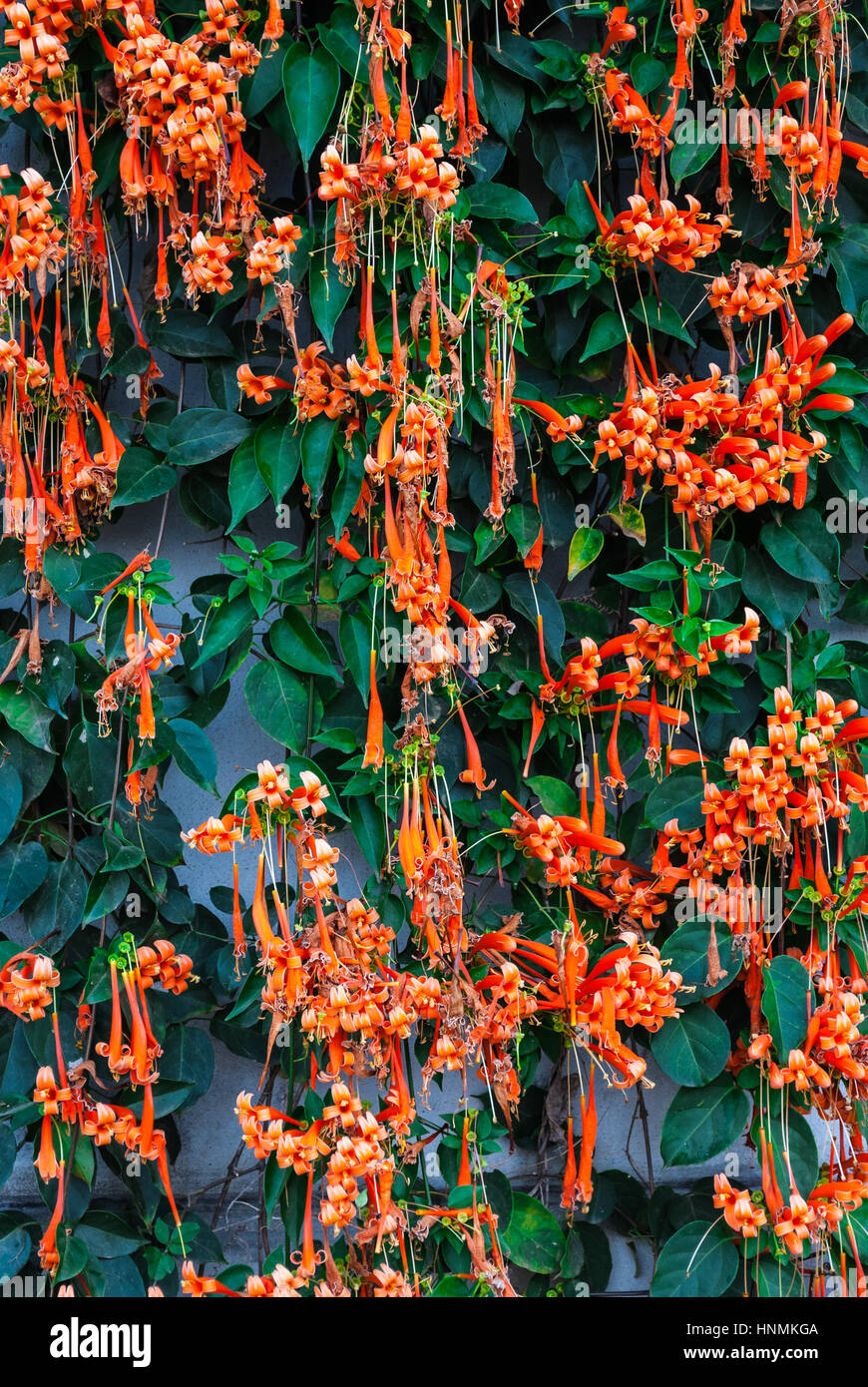 Firecracker vine hi-res stock photography and images - Alamy