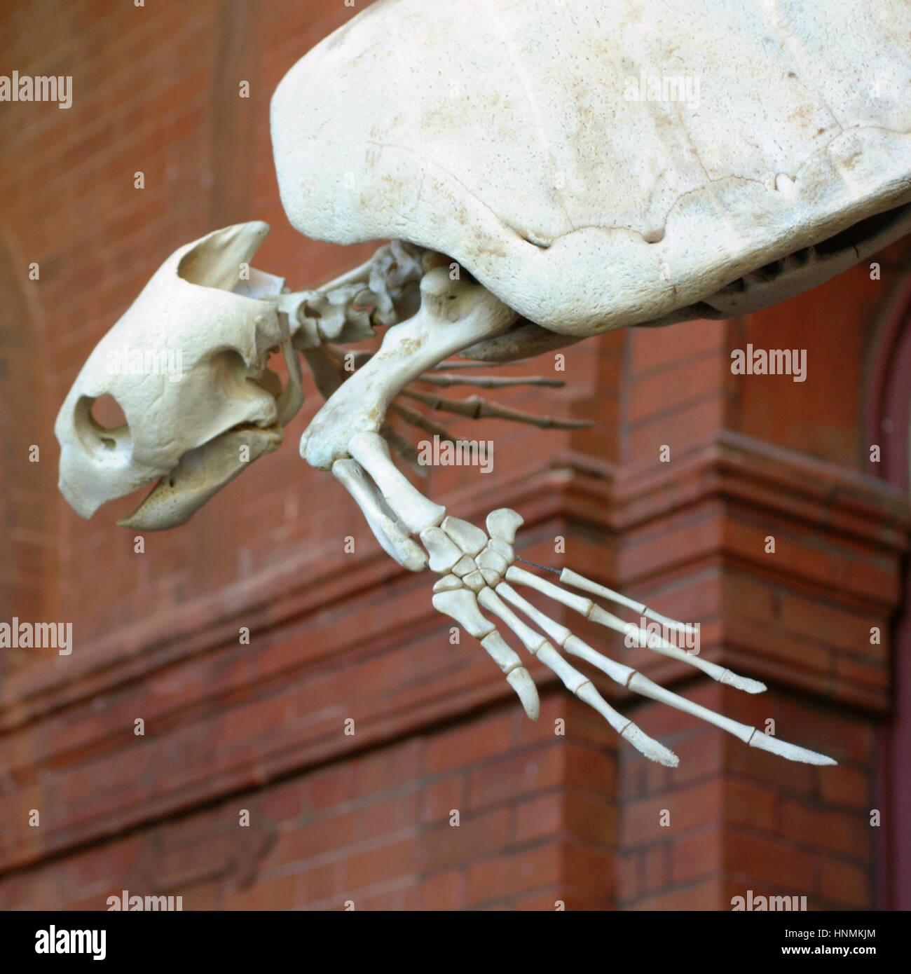 Marine Vertebrate fossil Stock Photo - Alamy