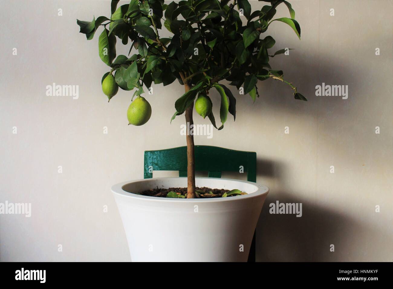 Small lemon tree Stock Photo - Alamy