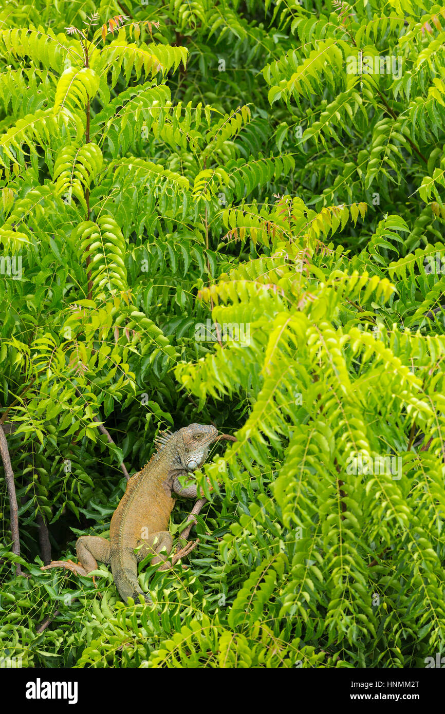 Green iguana Iguana iguana, adult, perched in tree canopy eating leaves ...
