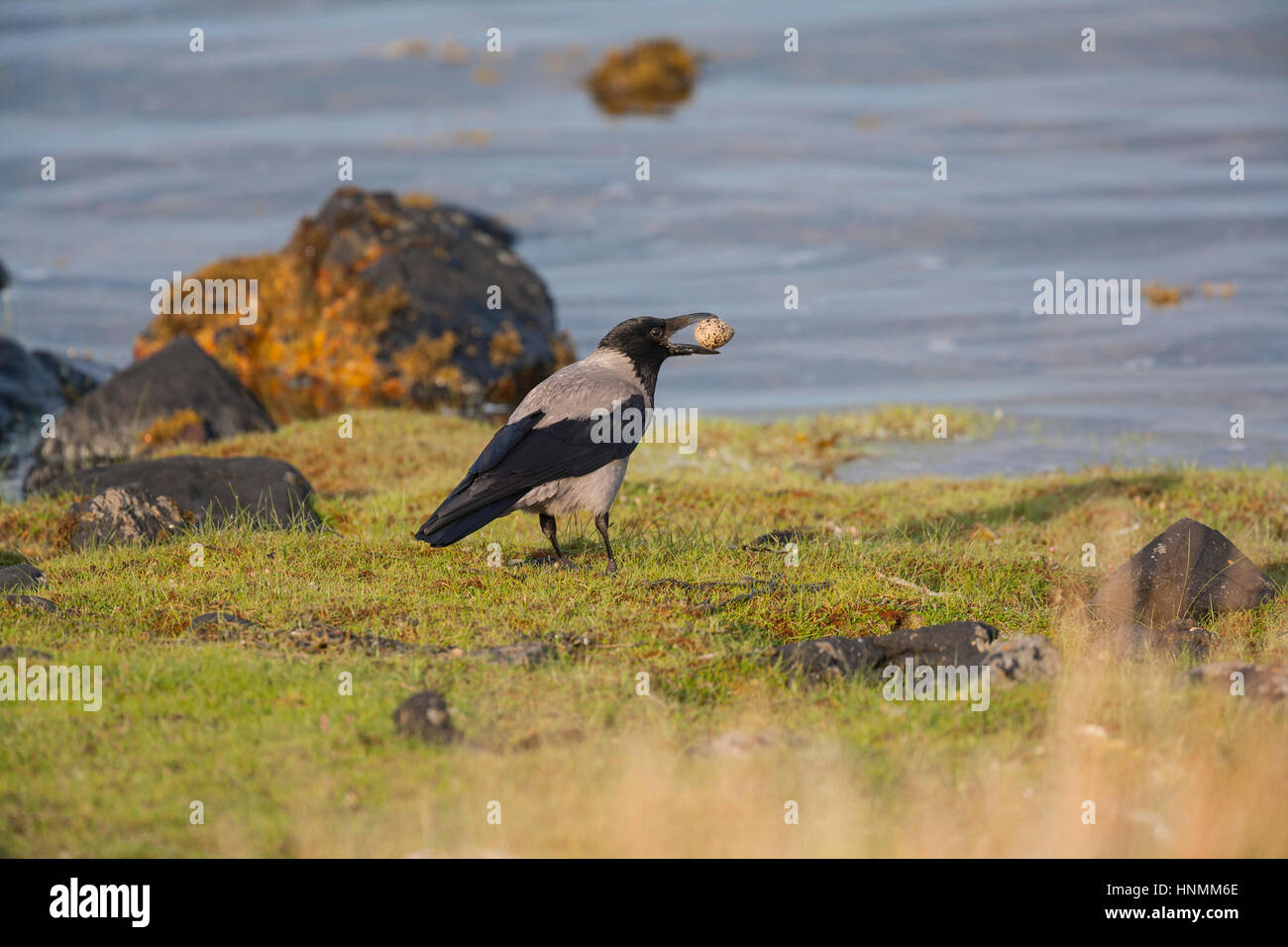Hooded crow scotland High Resolution Stock Photography and Images - Alamy