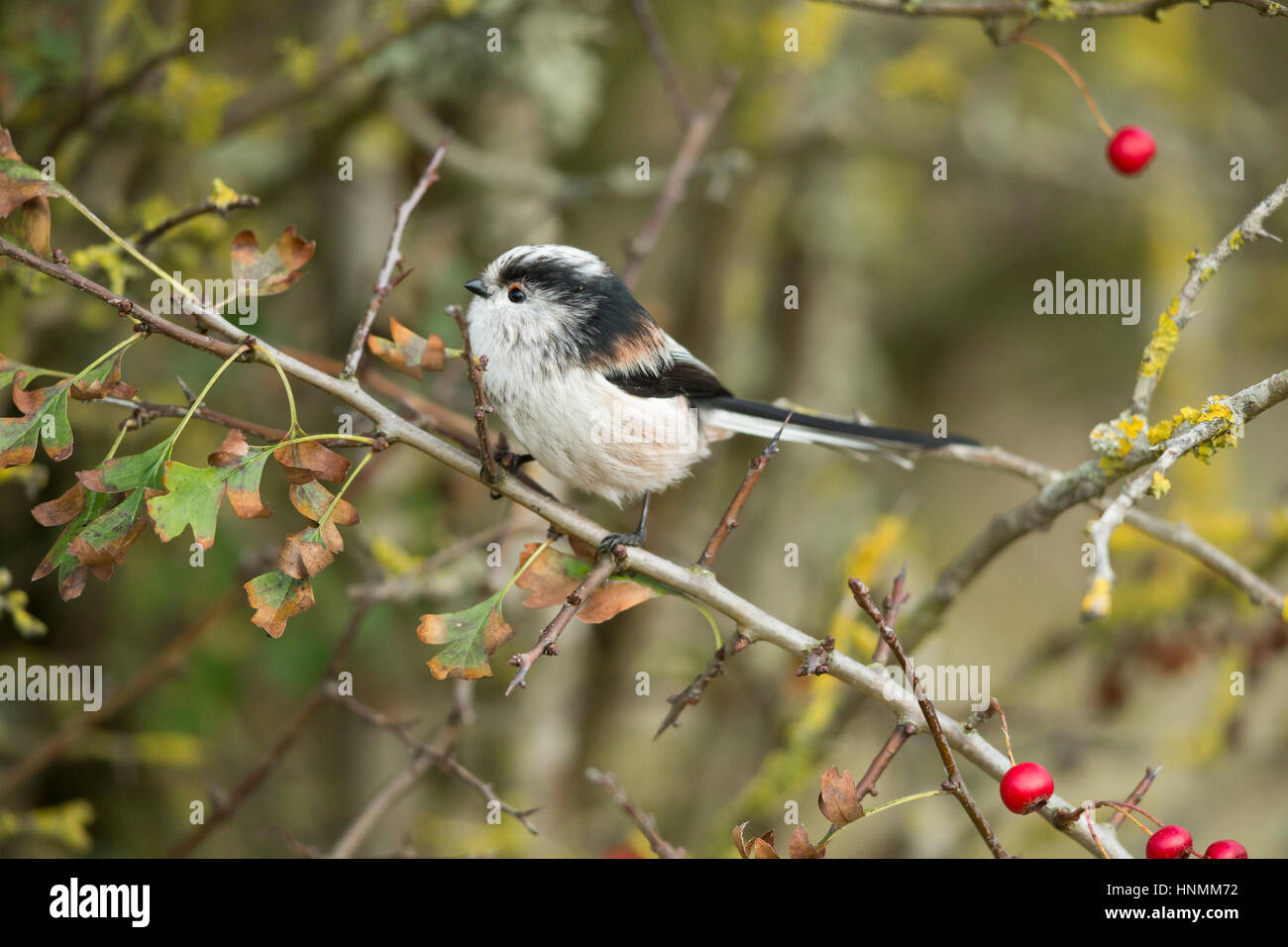 Long-tailed tit Aegithalos caudatus, perched in Common hawthorn, Sand ...