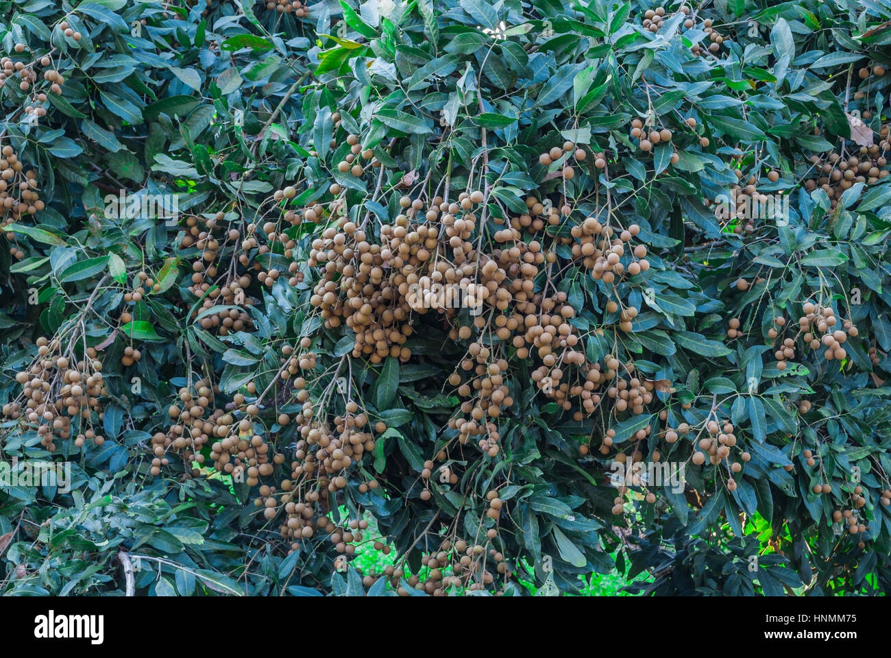Longan tree hi-res stock photography and images - Alamy