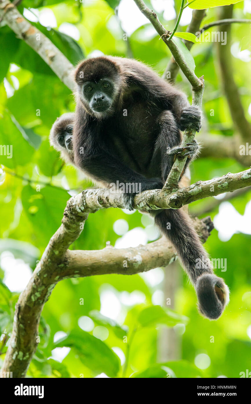 Red Howler Monkey High Resolution Stock Photography and Images - Alamy