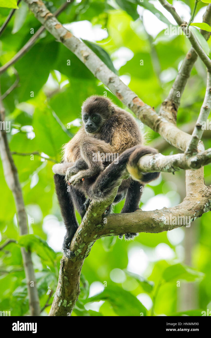 Red howler monkey Alouatta seniculus, adult carrying infant in tree ...