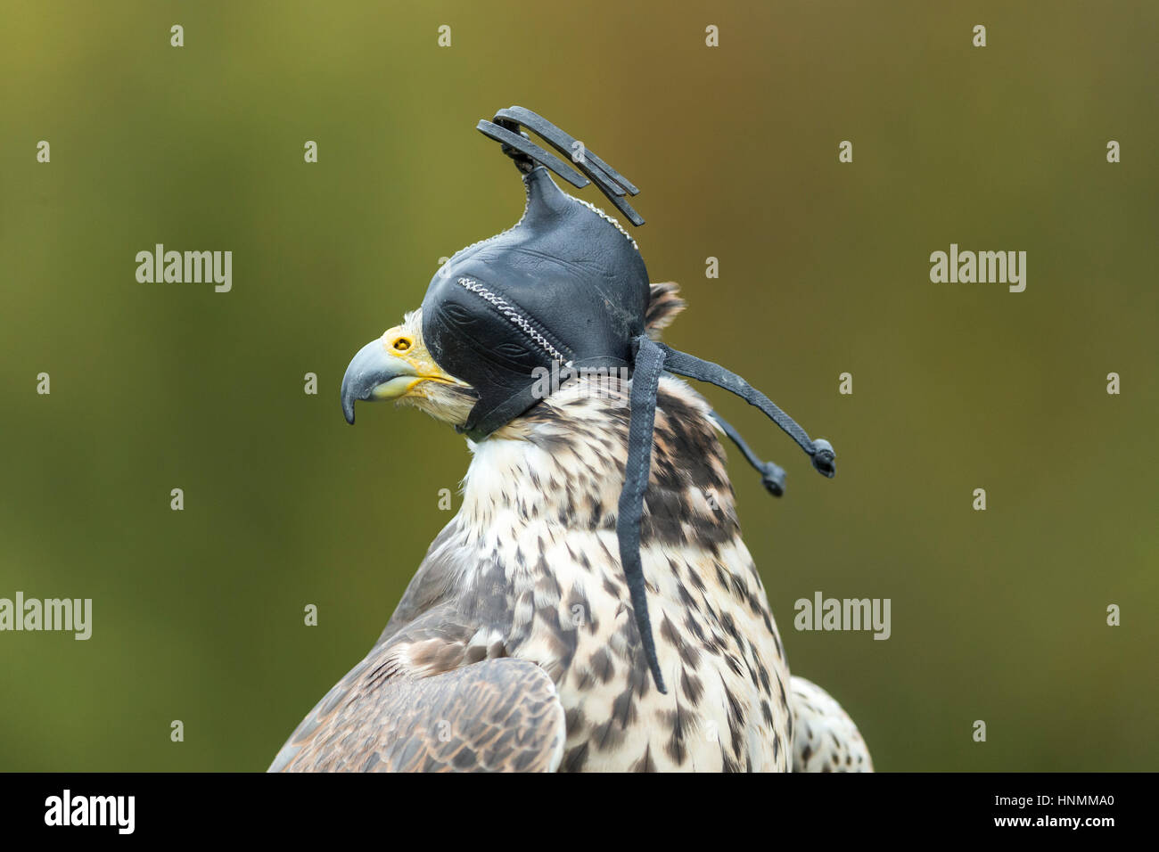 Saker falcon Falco cherrug (captive), adult female, wearing hood, Hawk ...