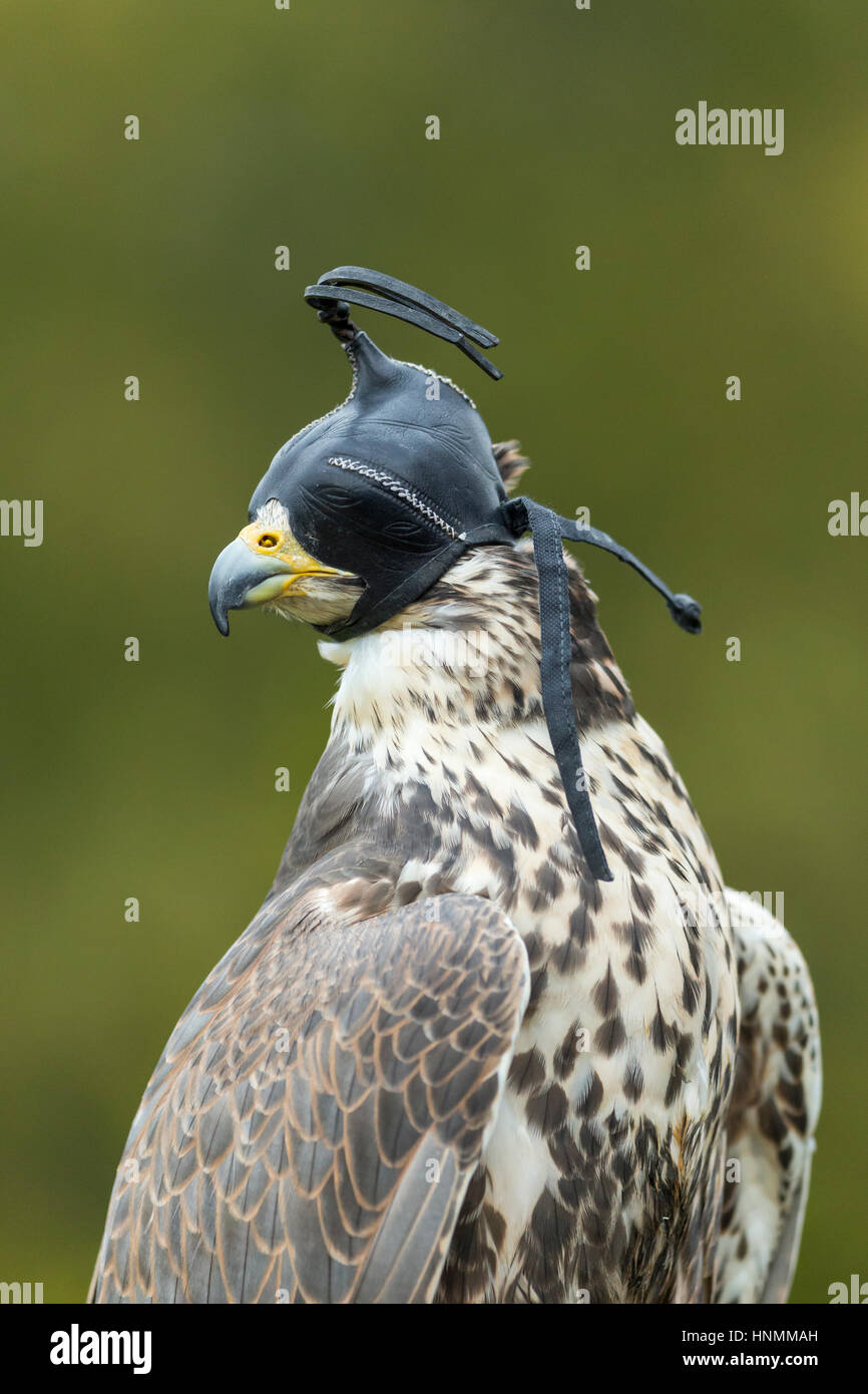 Female saker falcon bird prey hi-res stock photography and images - Alamy