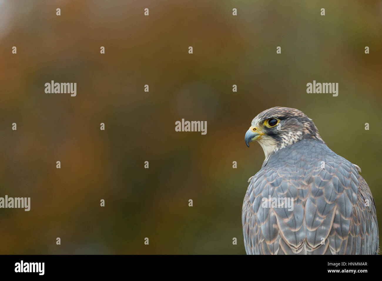 Female saker falcon bird prey hi-res stock photography and images - Alamy