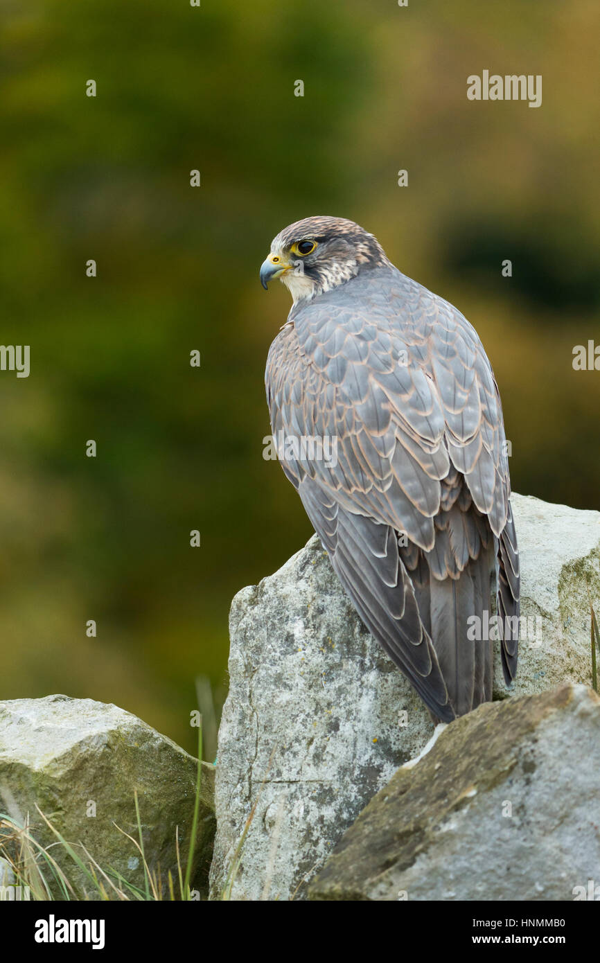 Female saker falcon bird prey hi-res stock photography and images - Alamy