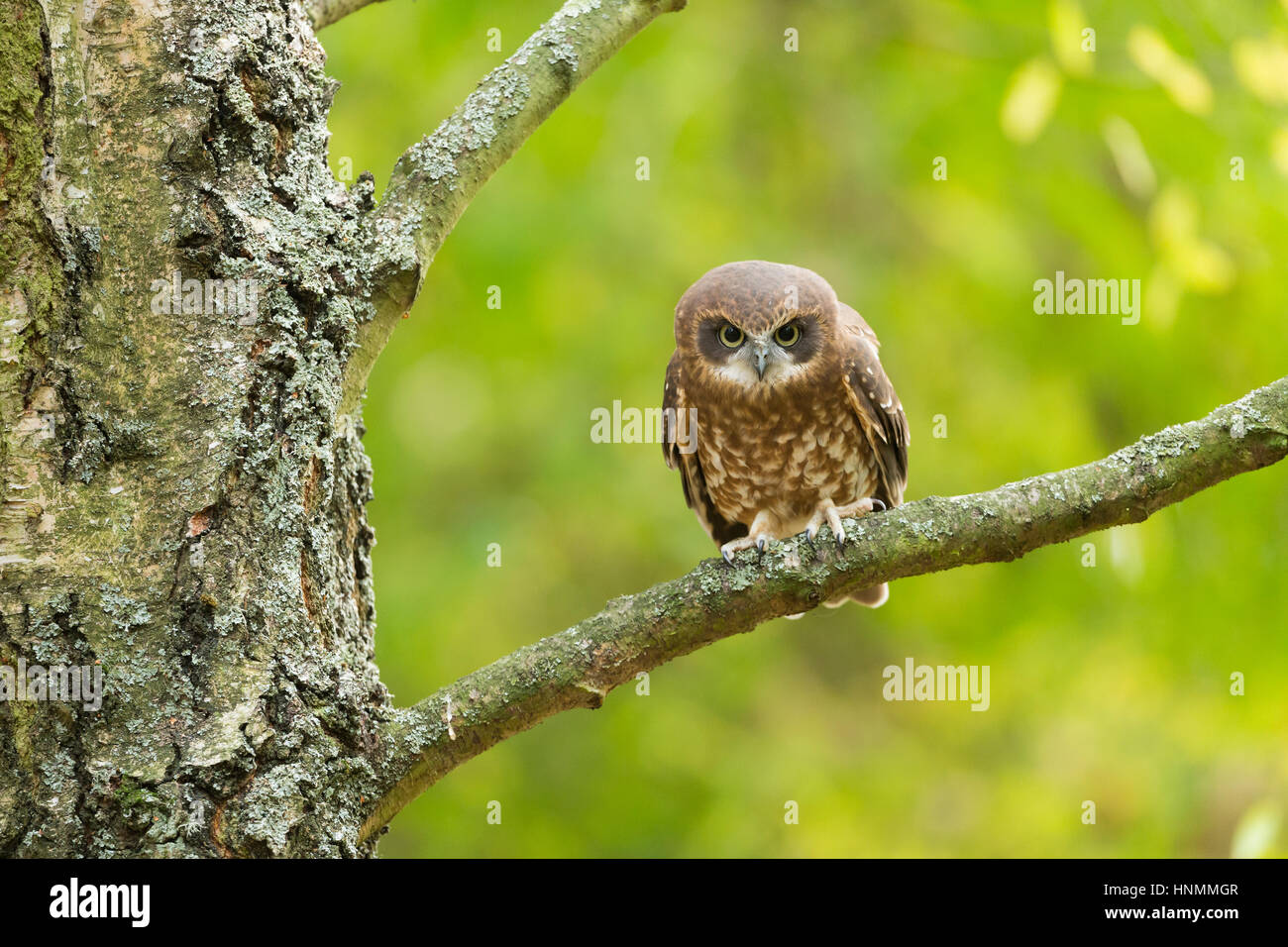 Southern boobook Ninox boobook (captive), adult female, perched in tree ...