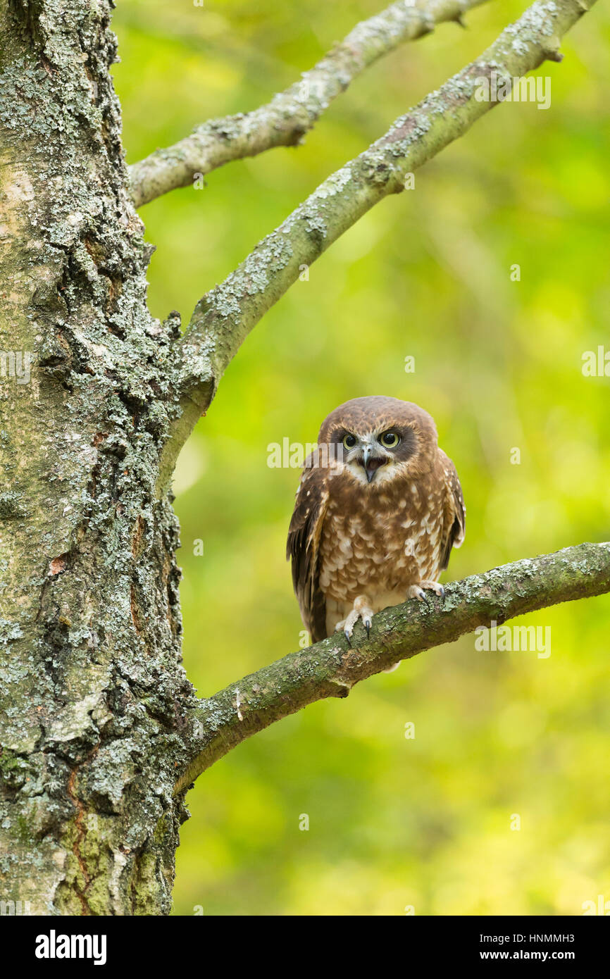 Southern boobook Ninox boobook (captive), adult female, perched in tree ...