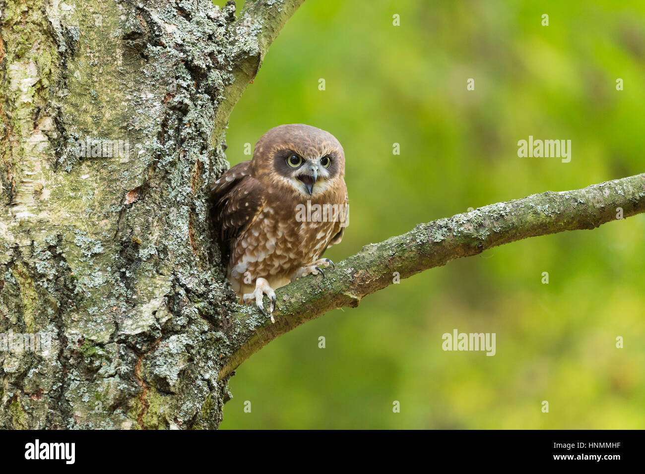 Southern Boobook High Resolution Stock Photography and Images - Alamy