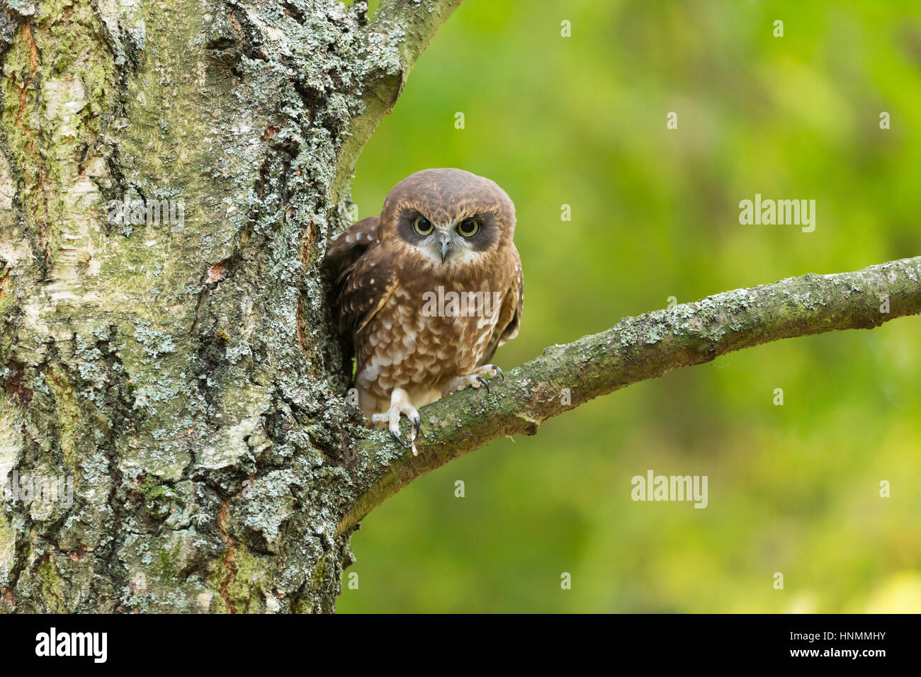Southern boobook Ninox boobook (captive), adult female, perched in tree ...