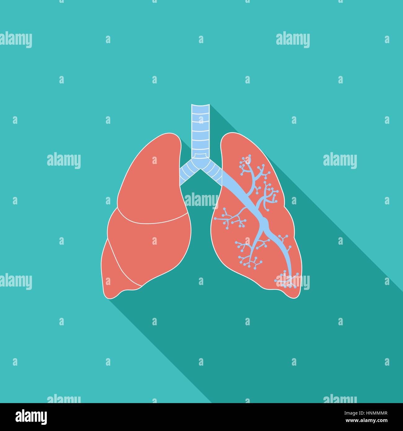 Bronchiole vector vectors hi-res stock photography and images - Alamy