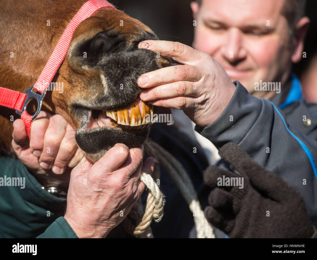 Leonberg, Germany. 14th Feb, 2017. Horse trader Dennis Nonnenmann shows ...