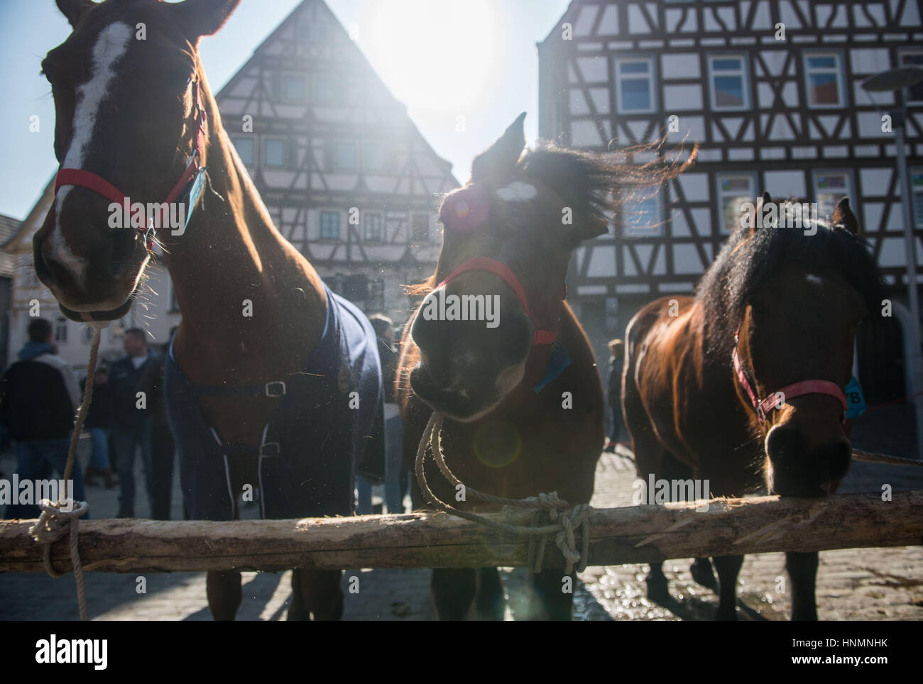 Leonberg, Germany. 14th Feb, 2017. A horse shakes itself between other ...