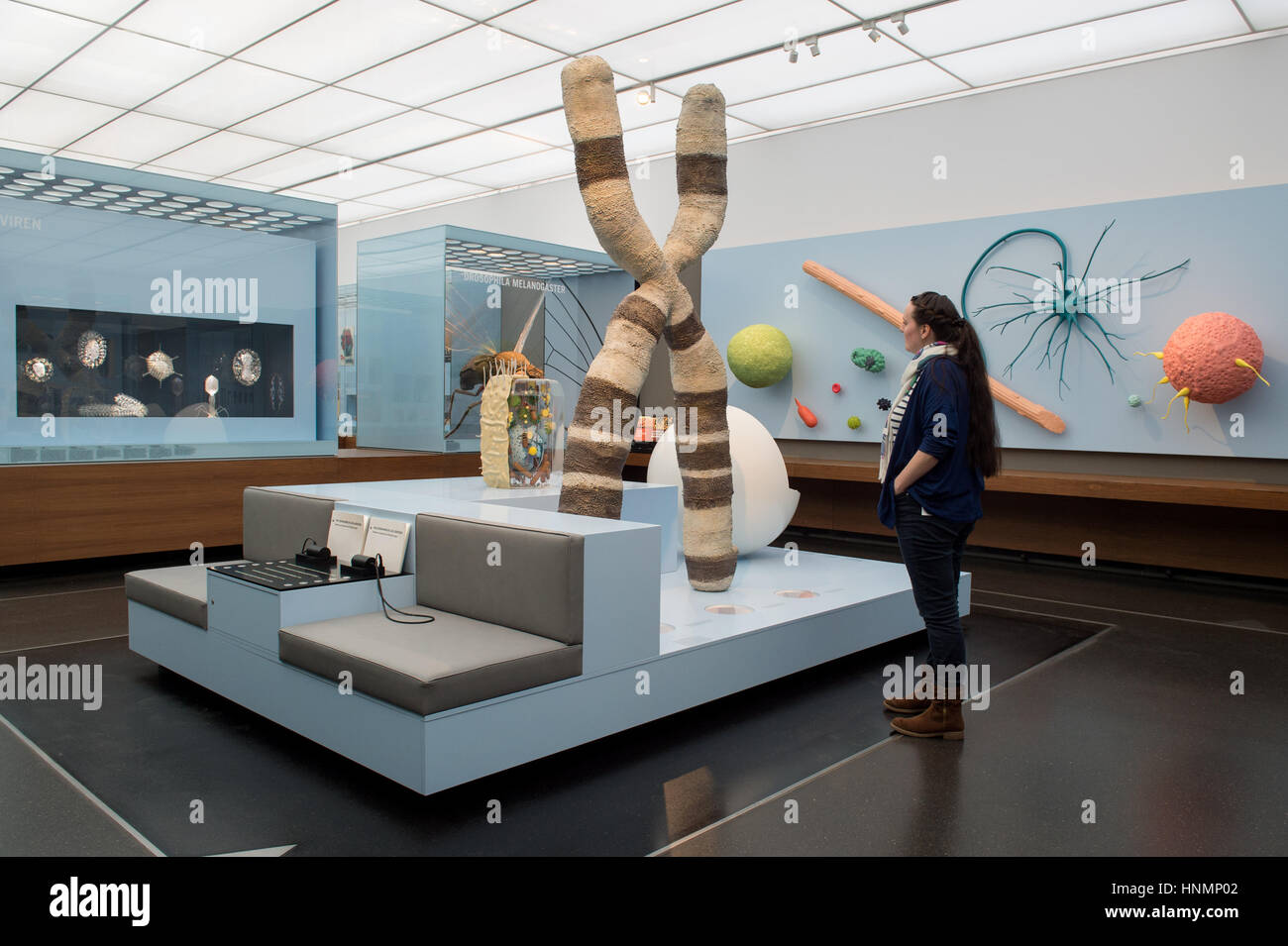 Gabriel Manke, employee at the German Hygiene Museum, looks at a 300 ...