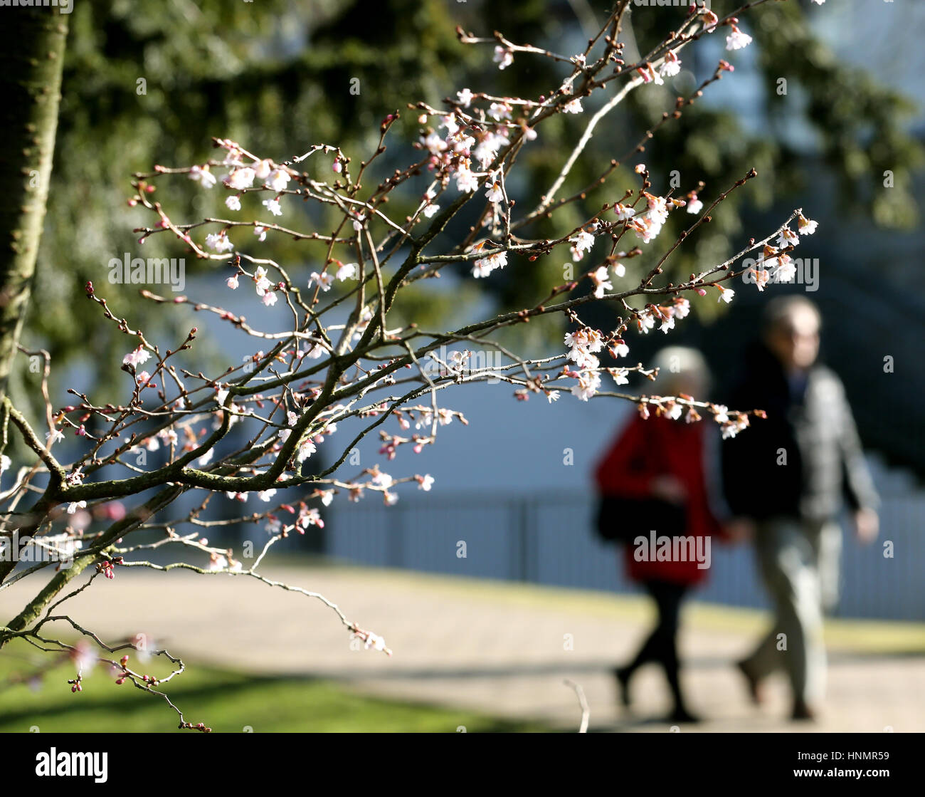 Visitors walk past a blooming tree at the Gruga park in Essen, Germany ...