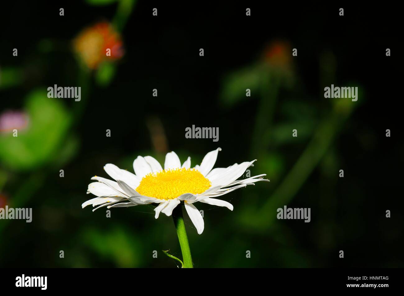 Blooming chamomile. Adobe RGB Stock Photo - Alamy