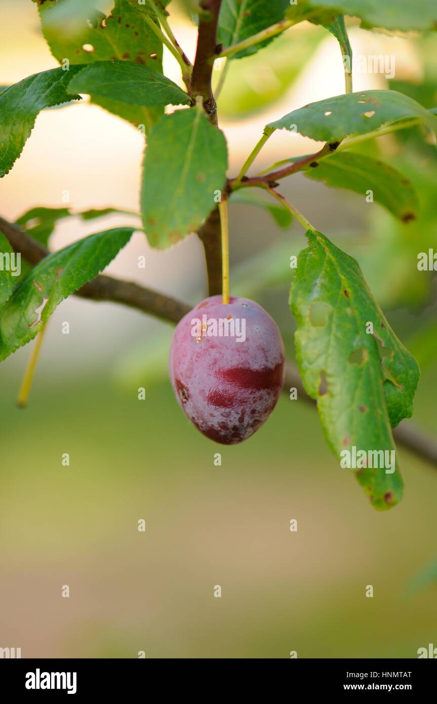 Plum on branch. Adobe RGB Stock Photo - Alamy